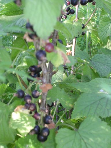 Mustaherukka – Wikikko - kansan taitopankki